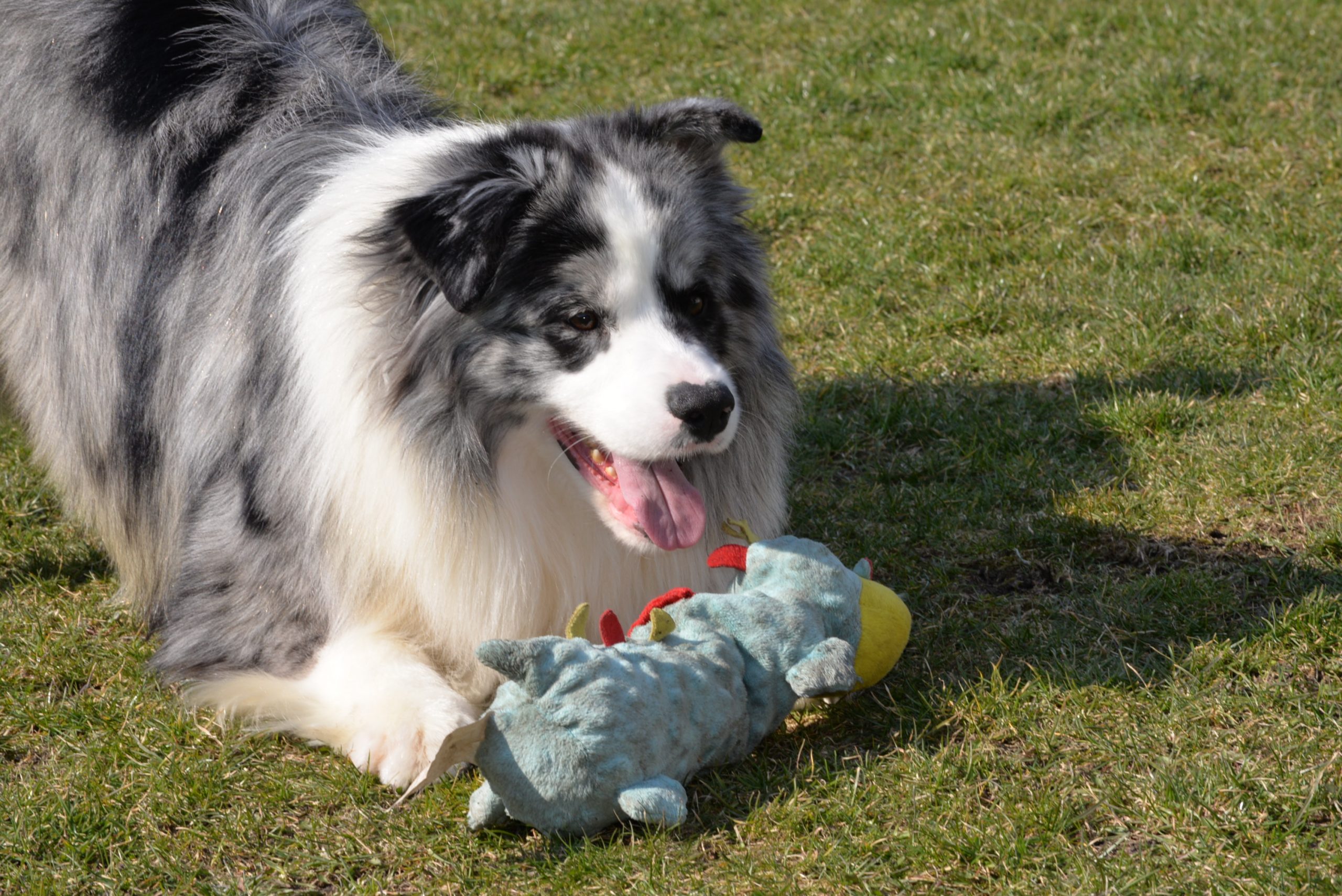 Real Pearl Border Collie kennel - Real Pearl Border Collie kennel